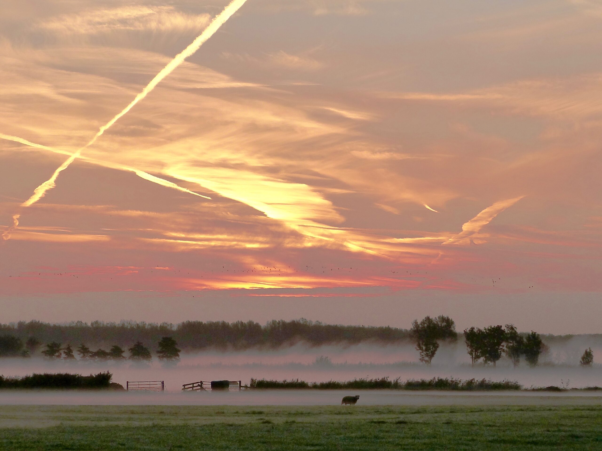 Natuur en Milieufederaties: stikstofdoelen overeind, natuur kan niet ...